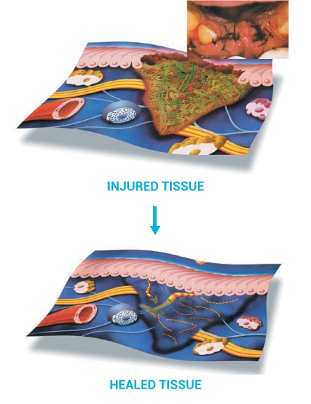 Oral Science | Hyaluronic Acid